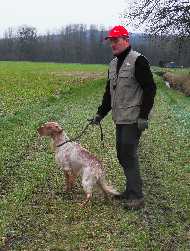 Accueil - Elevage Du Mont de Crème - eleveur de chiens Setter anglais